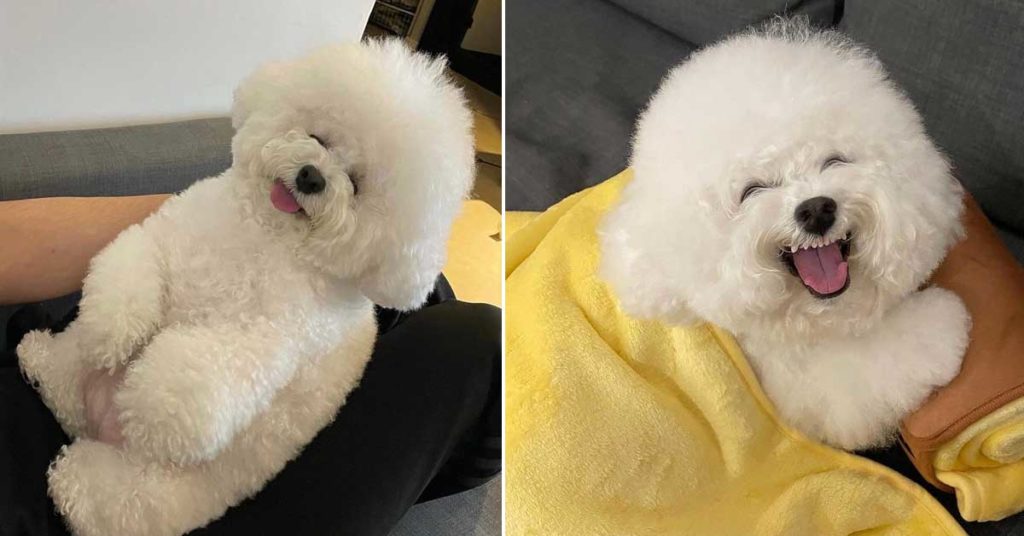 A fluffy Bichon Frise is charming the internet with her silly facial ...